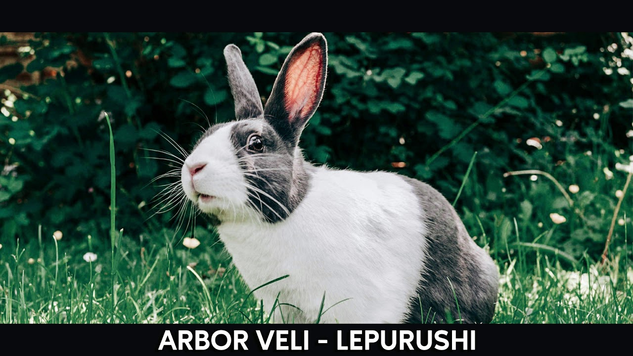 Arbor Veli - Lepurushi - YouTube