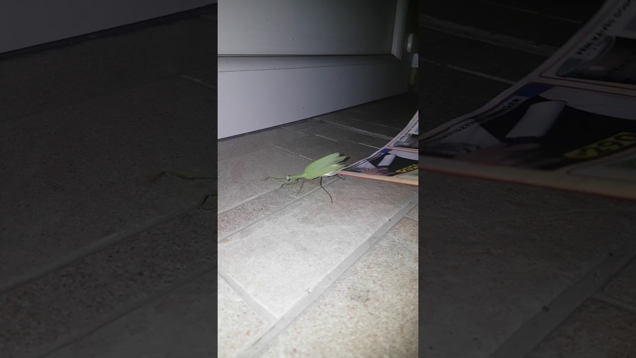 Praying Mantis battle stance - YouTube