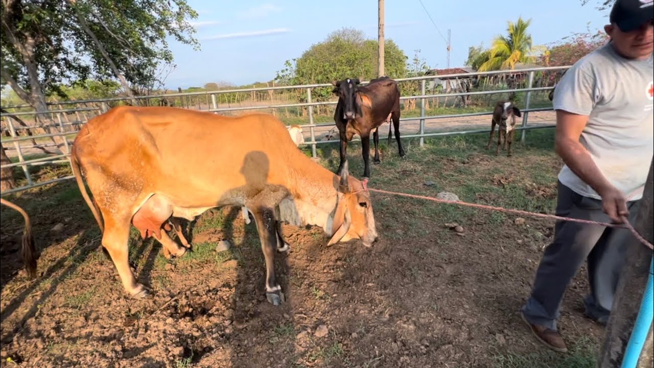 Vaca rifada recién parida ,,,poniendo a mamar la ternerita( video ...