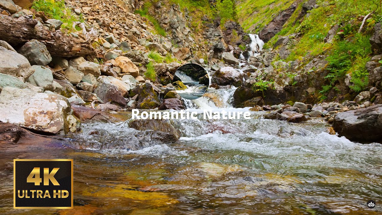 Morning Scenery in the Forest after the Rain, Beautiful Birds Singing ...