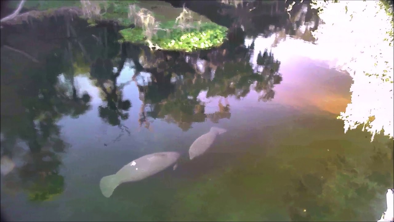 Manatee Mata Hari nuzzles a juvenile manatee - YouTube