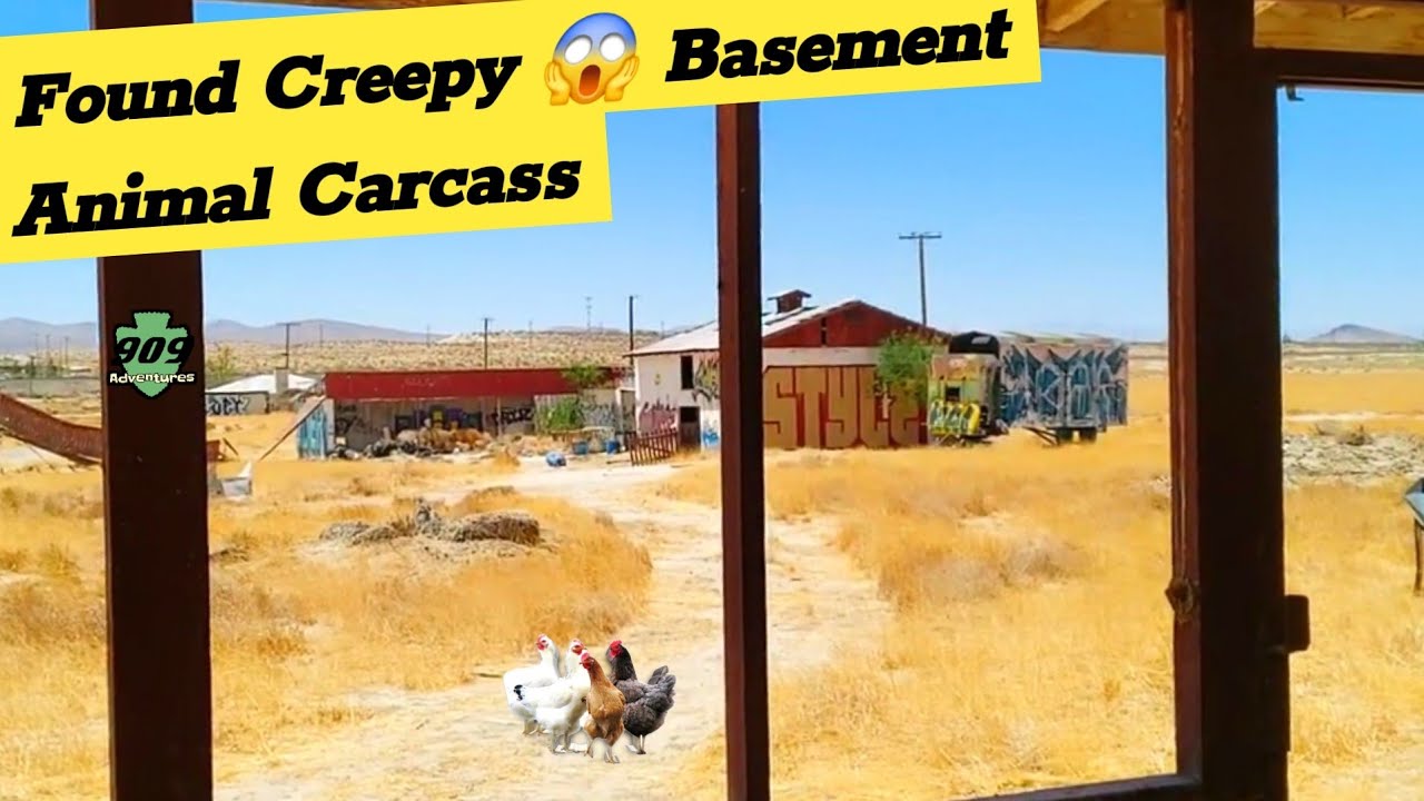 Inside the Ruins of this Creepy Farm FOUND Basement and Animal Carcass ...