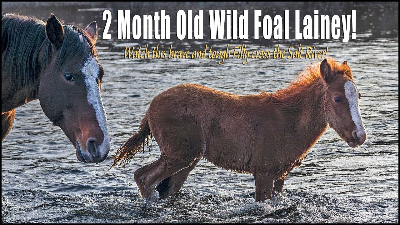 Brave Two Month Old Filly Foal Lainey Crossing The Salt River In ...