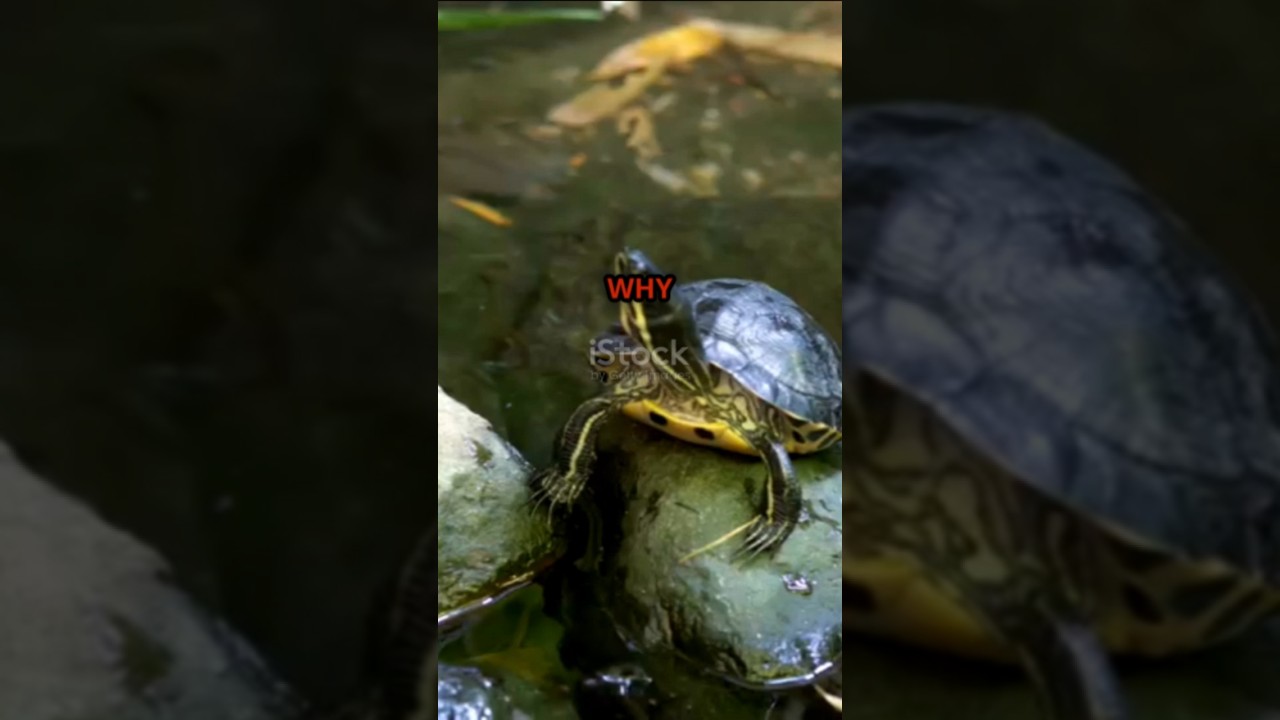 interesting facts about sun turtles - YouTube