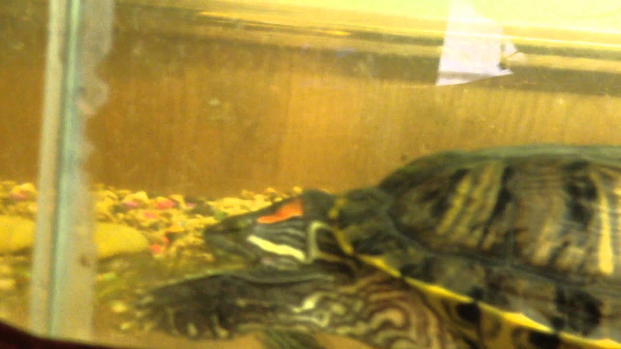 TURTLE EATS FROG - YouTube