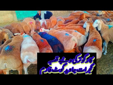 Turki dumba kargo Kasba Gujarat Jawed goat farm - YouTube