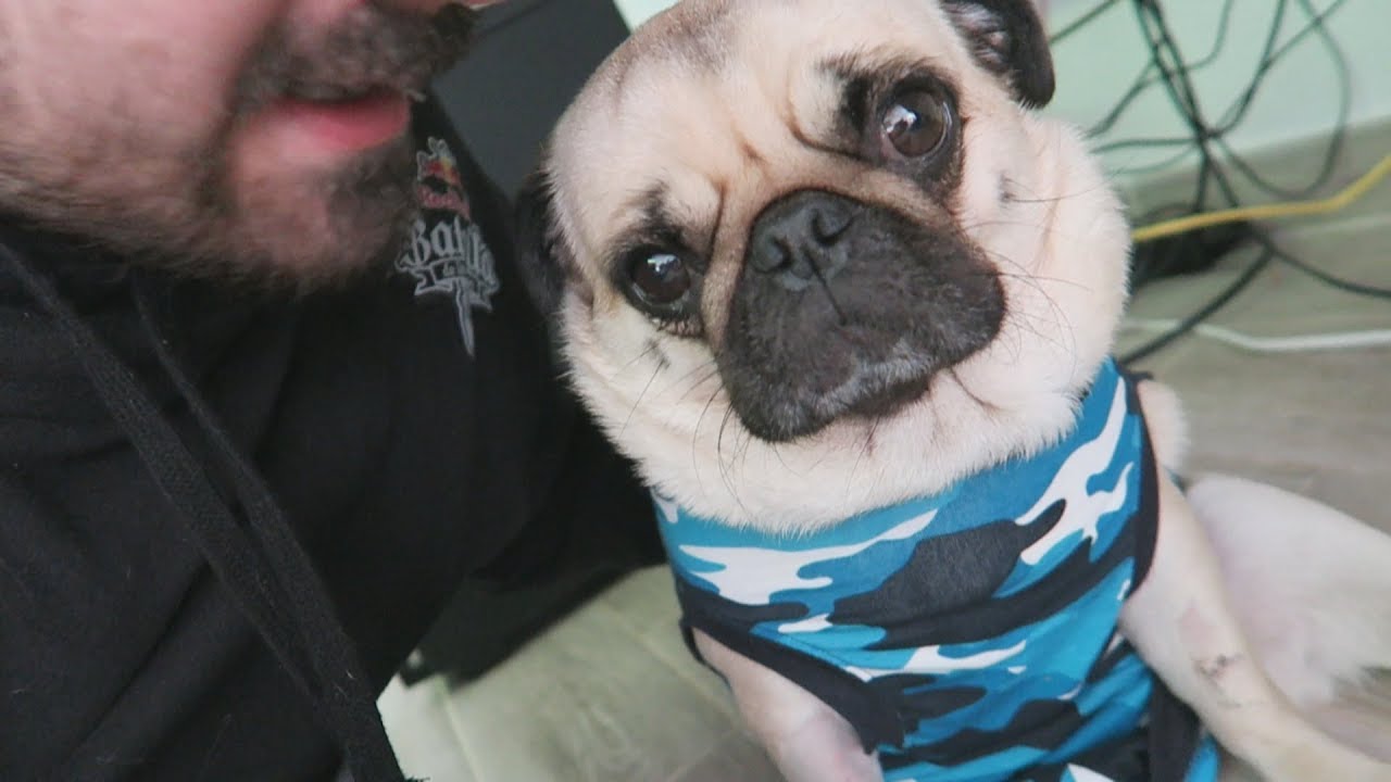 Por Que Operé A Mi Perra De Urgencia Y Su Estado Actual - YouTube