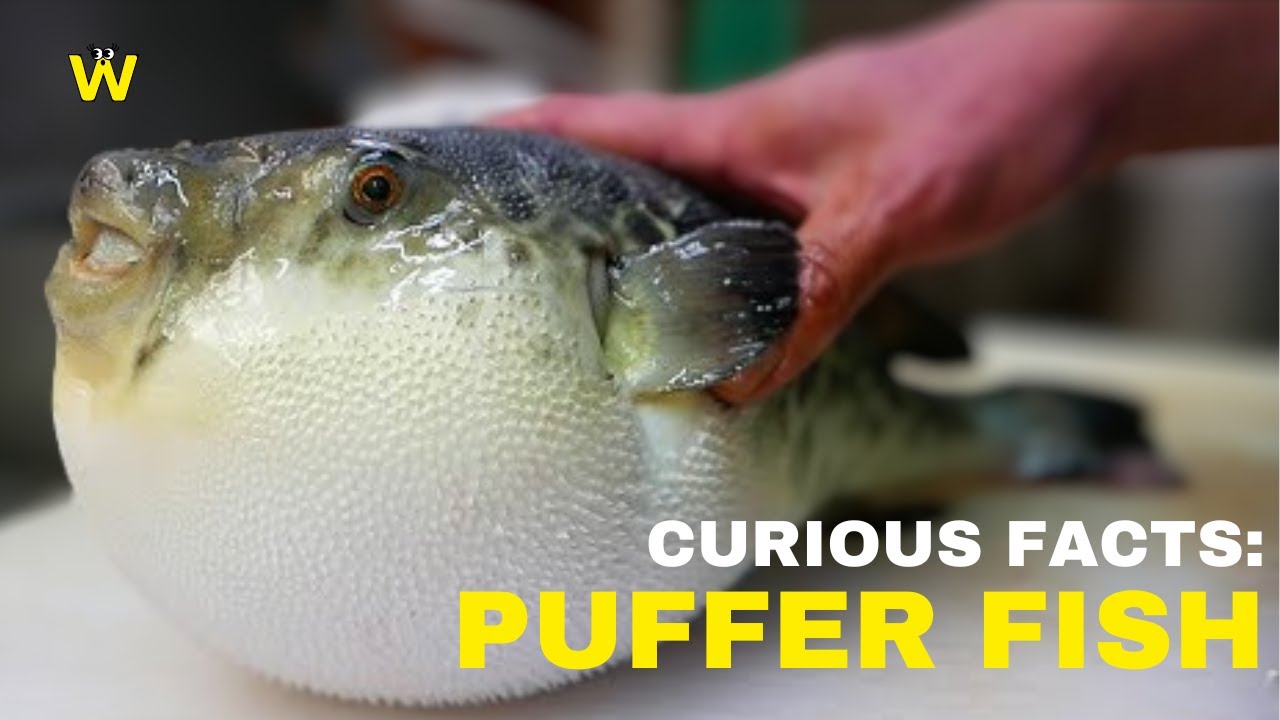 15 Curious Facts You Didn't Know About Puffer Fish! - YouTube