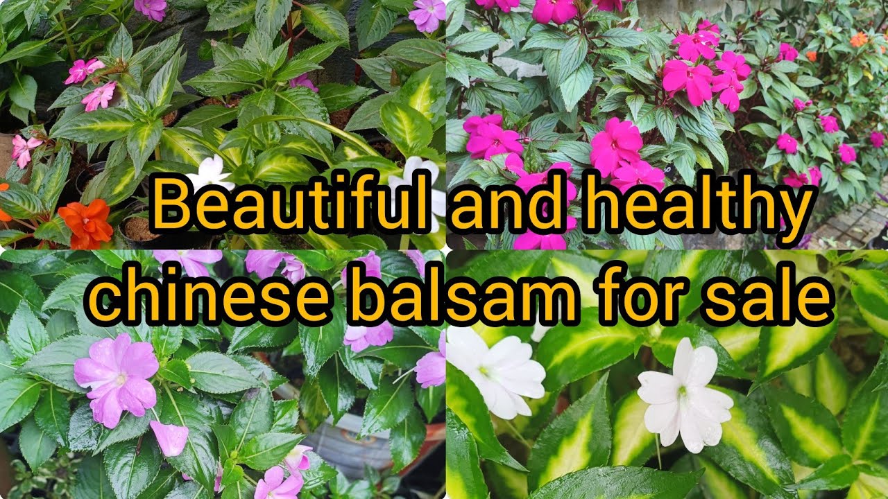 balsam plants for sale starting ₹ 35# balsam #impatience #chinese ...