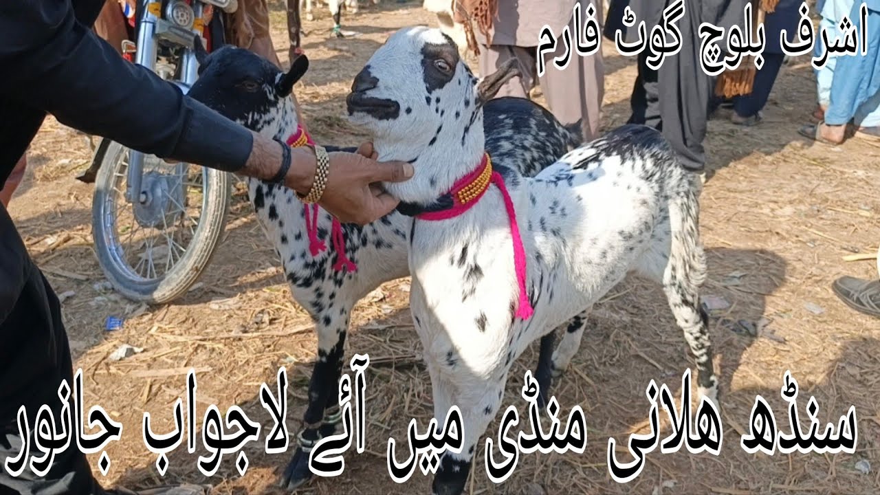 Sindh Halani Bakra Mandi 2026 | Desi Goats & Village Life - YouTube
