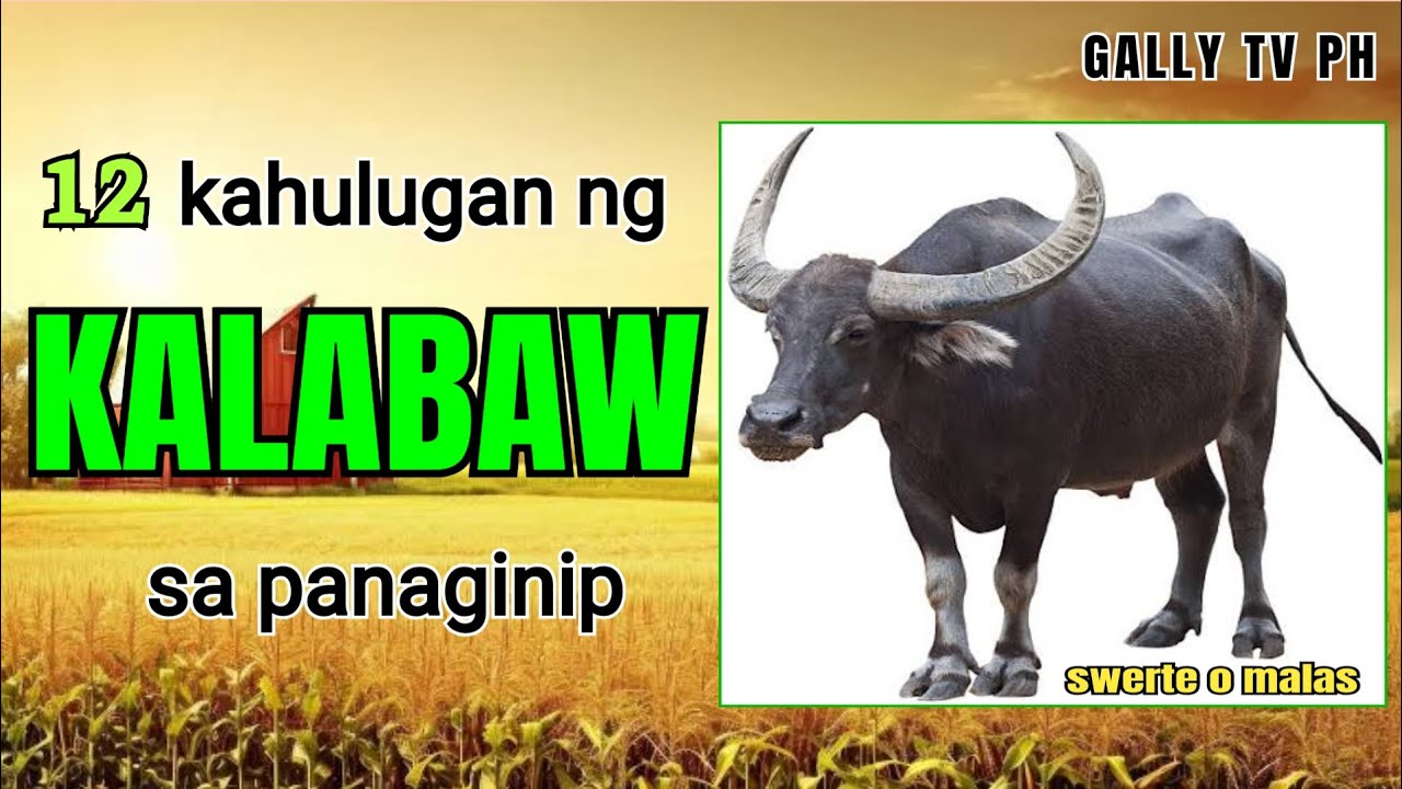 12 kahulugan ng KALABAW sa panaginip #kalabawsapanaginip - YouTube