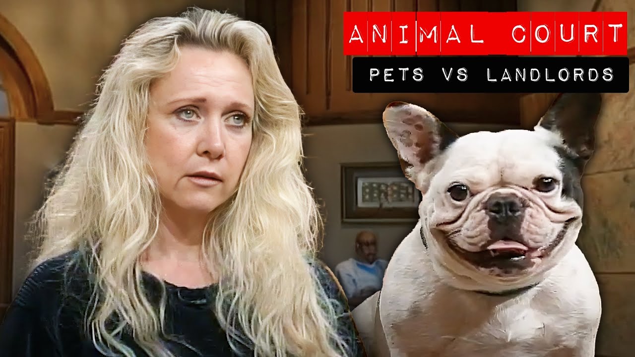 Animal Court: Pets vs. Landlord! - YouTube