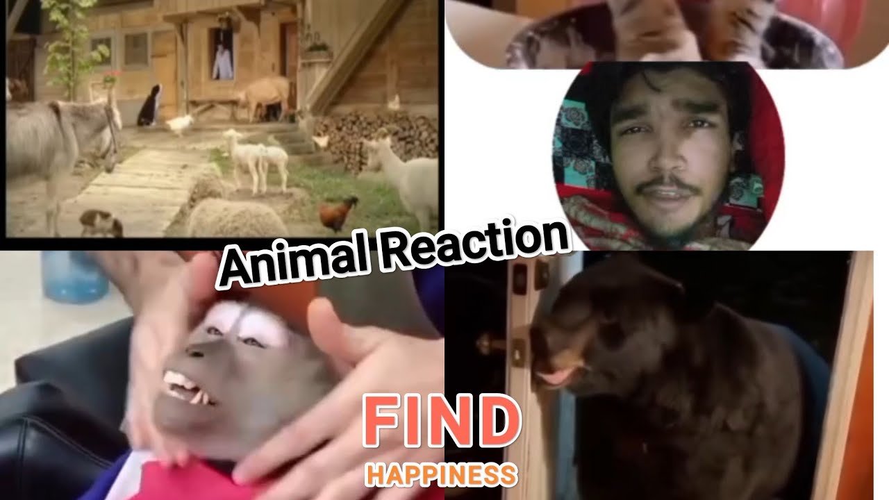 Title: Funny Animal Reactions | Heartwarming Human-Animal Moments 🤣 ...
