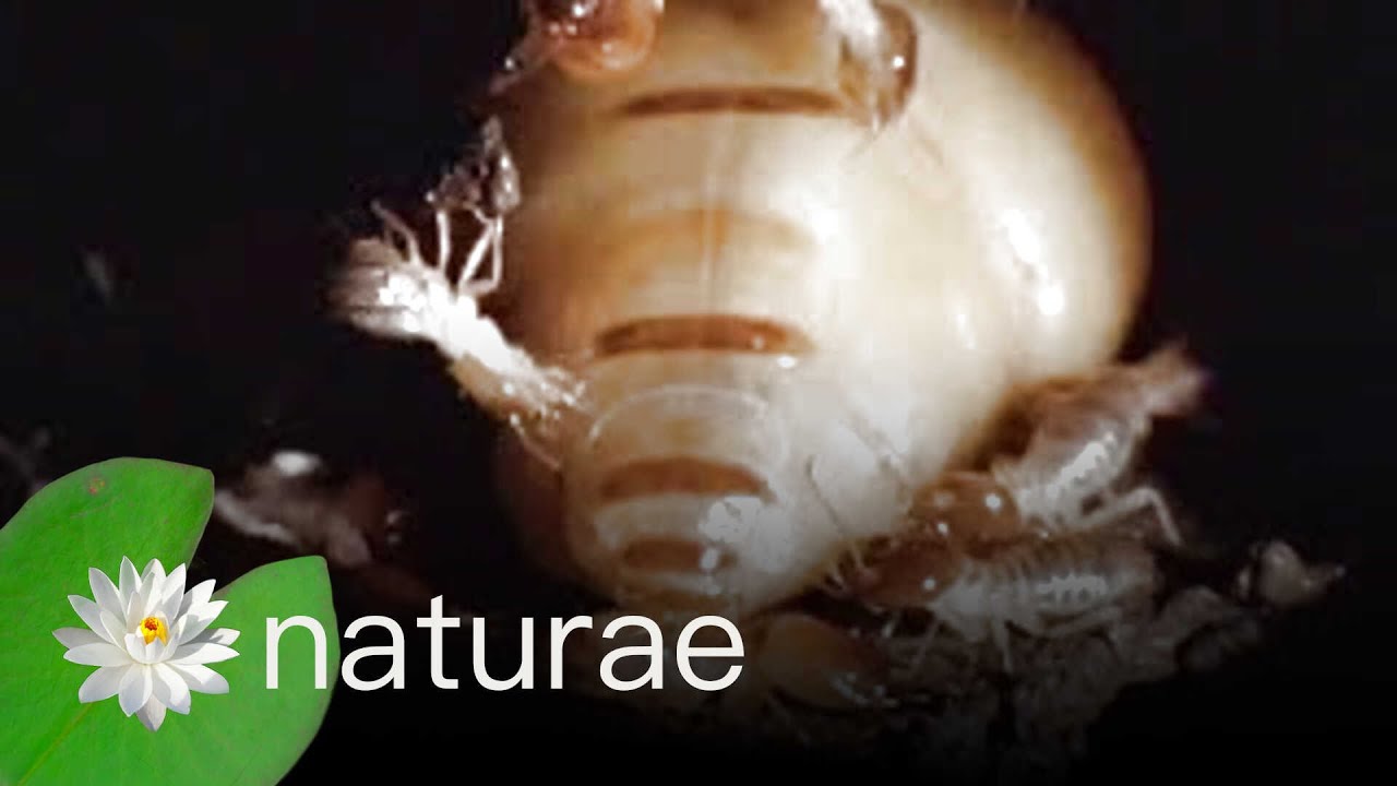 Explore the Wildlife Kingdom - Inside A Termite Hive - YouTube