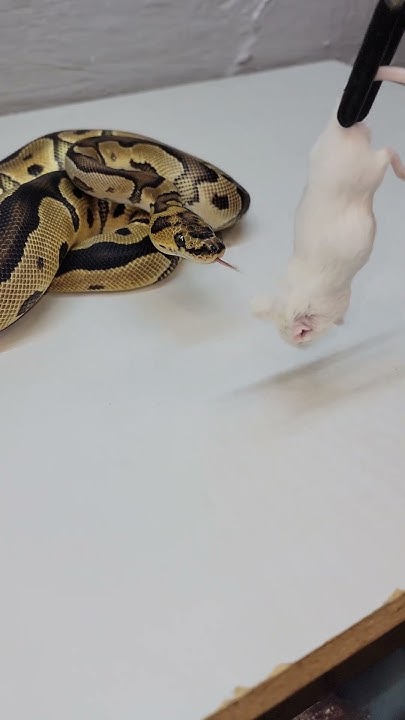 Python Regius | Reptile | Snake #Shorts #MyAnimalHouse - YouTube