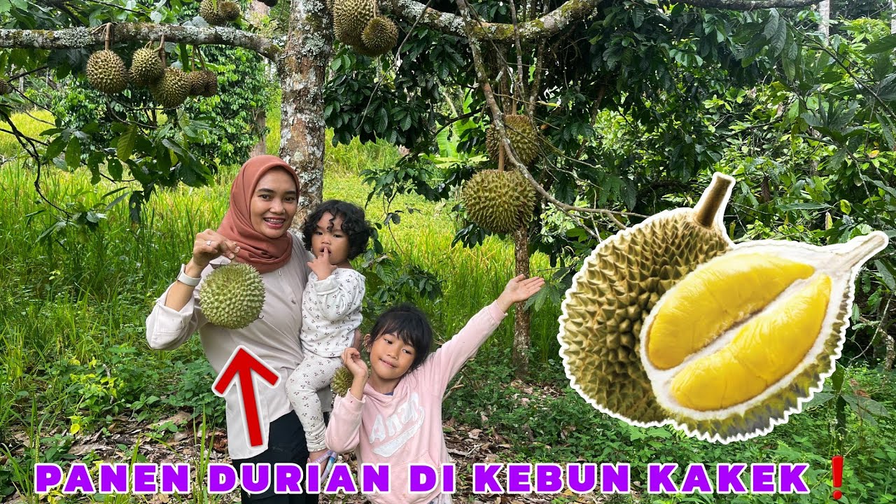 PANEN DURIAN DI KEBUN KAKEK, MAKAN SEPUASNYA | QIFA AGUNG - YouTube