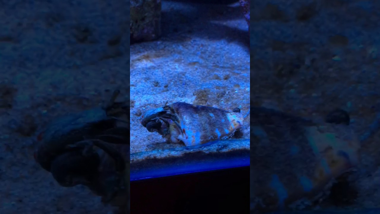 Lost hermit crab in my reef tank - YouTube