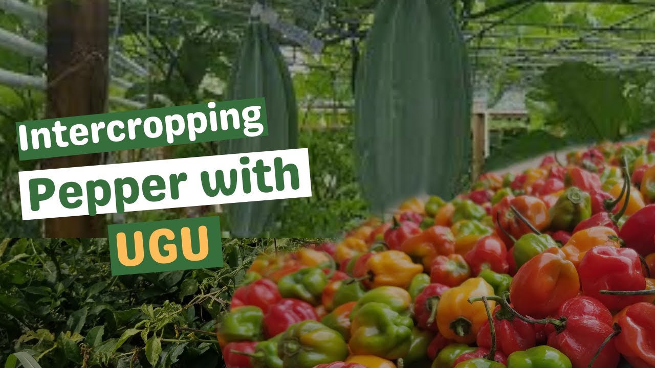 INTERCROPPING UGU WITH PEPPER/ Pumpkin planting/ Ugu farming in Nigeria ...