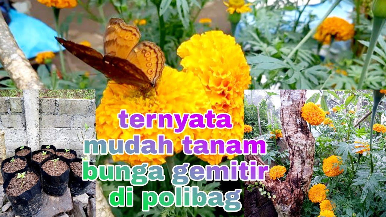 TANAM BUNGA GEMITIR DI POLIBAG TANPA DI PUPUK TAPI TUMBUH SUBUR DAN ...