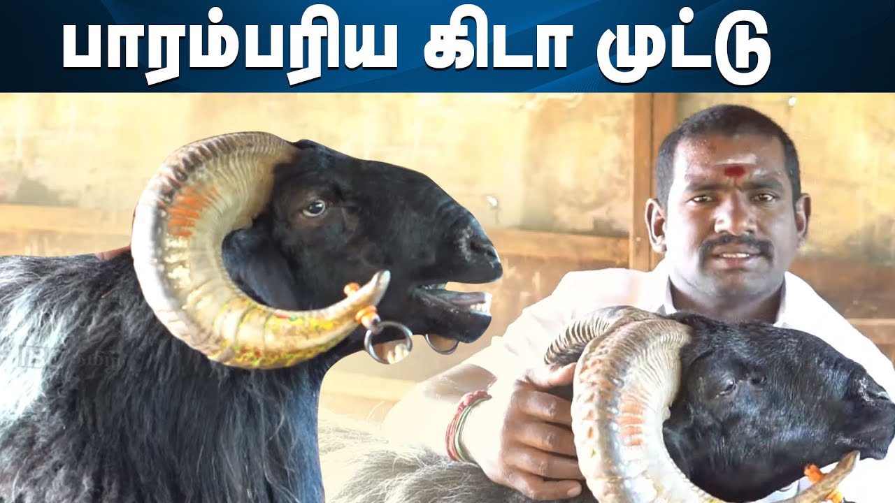 சண்டைக்கு எப்படி தயார் செய்வது !! மதுரை கிடா சண்டை Keda Sandai | Goat ...