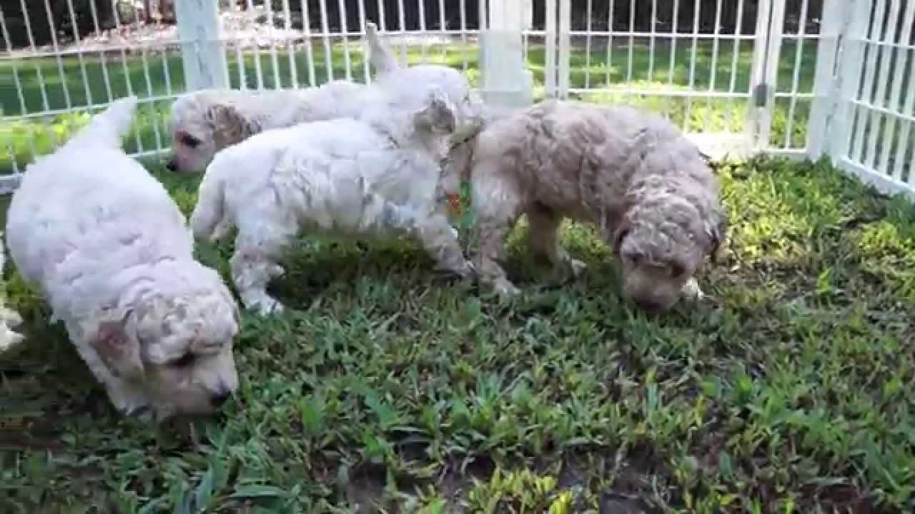 Mini Australian Labradoodles playing outside! - YouTube