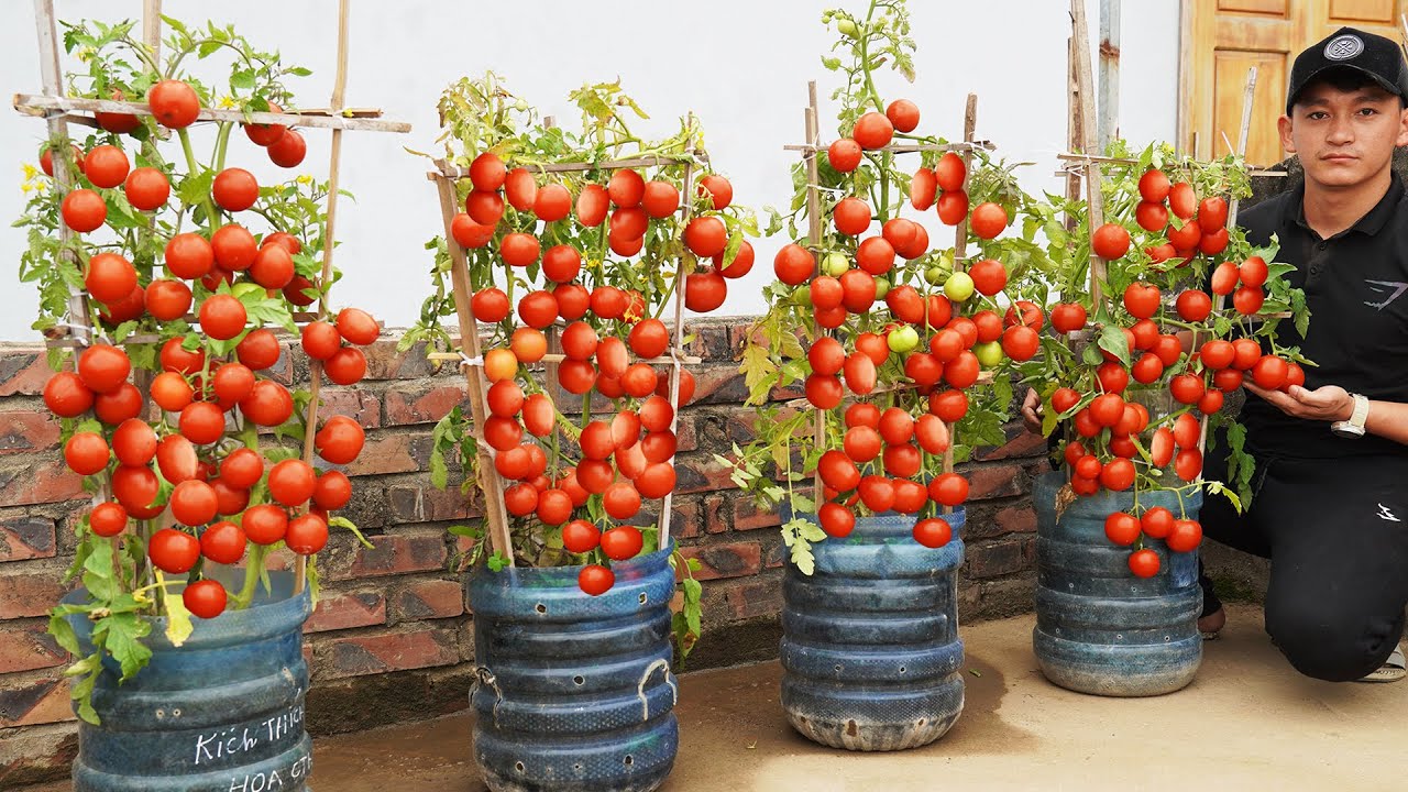 Growing Tomatoes At Home Is Easy - YouTube