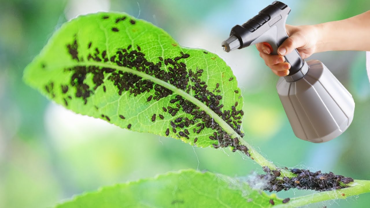 Najučinkovitiji organski insekticid! Lisne uši i krumpirove zlatice ...