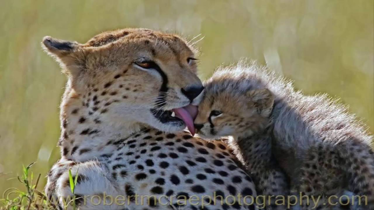 Mother and child animal love !Animal Families ! Animal Songs! TIME TOP ...
