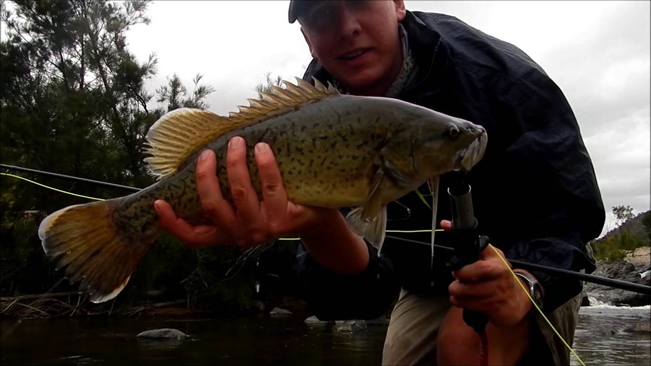 First Trout Cod on Fly - YouTube