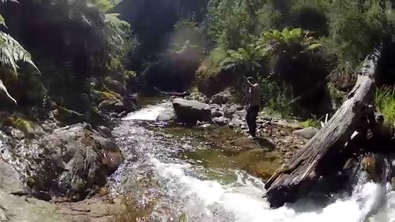 big brown trout small stream mainland Australia - YouTube