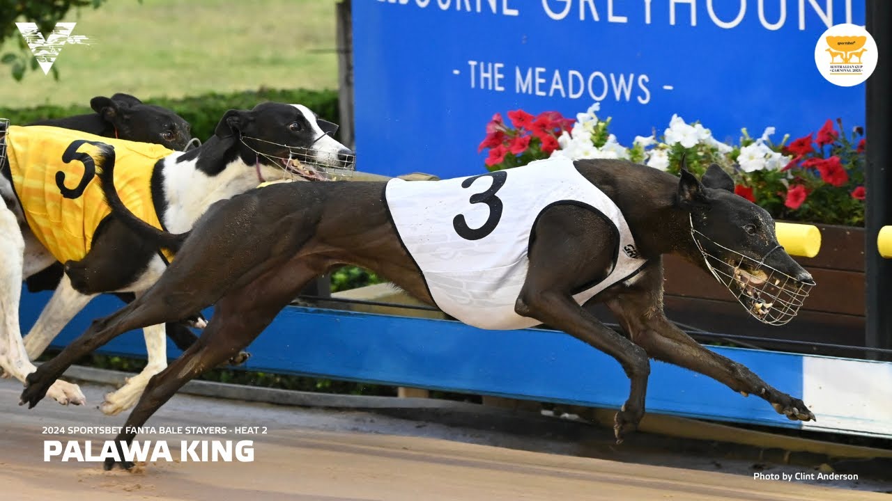 2024 Fanta Bale Stayers - Heat 2 - Palawa King - YouTube