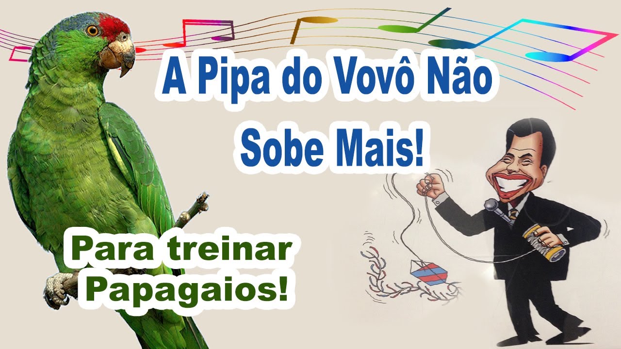 Assobio papagaio - canto para treinar papagaio a pipa do vovô não sobe ...