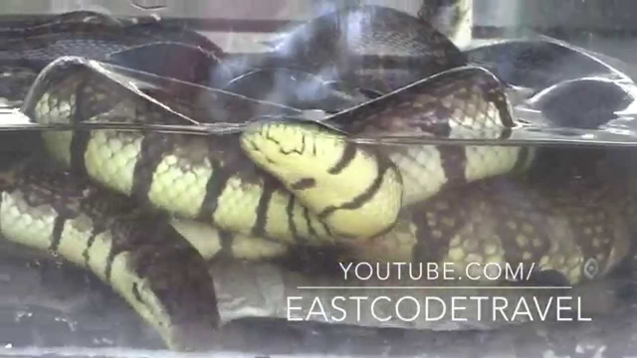 edible snakes at Cao Lanh market Vietnam - YouTube