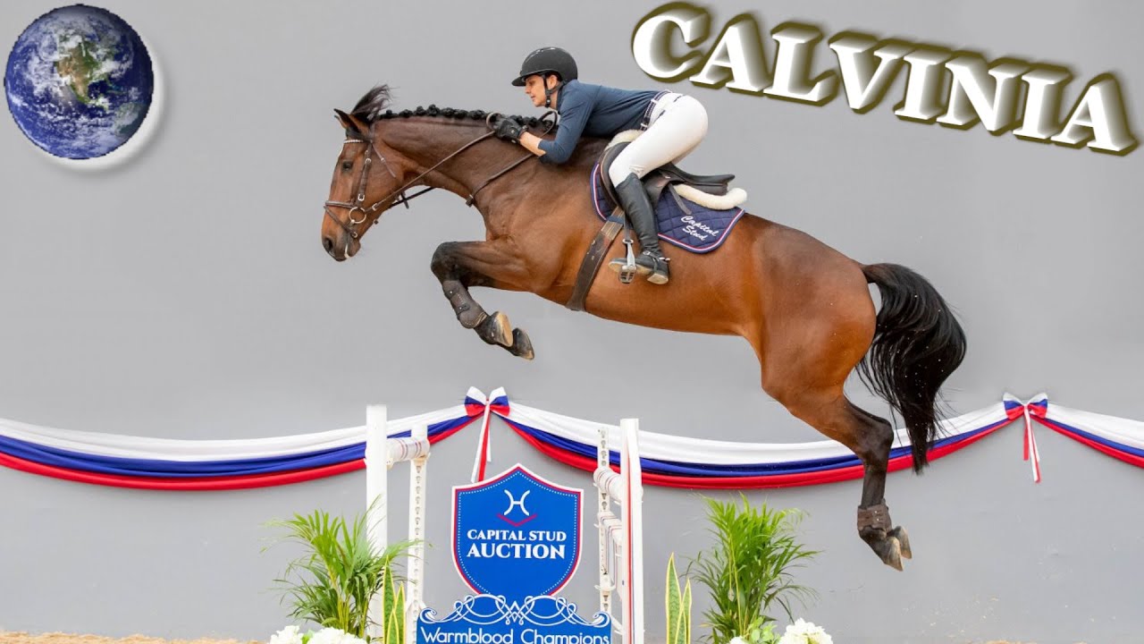 TOP Beautiful Calvinia Horse in the World! - YouTube