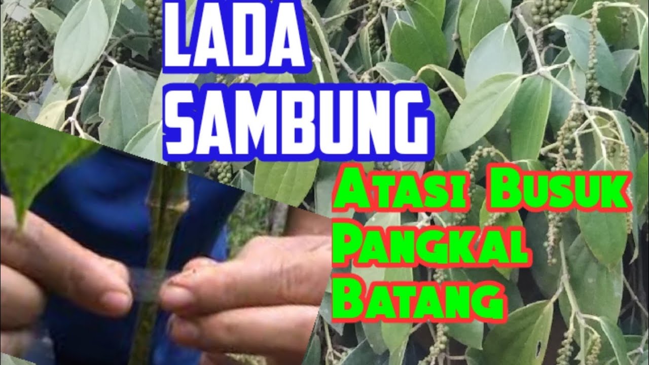 Lada Sambung : Mengatasi Penyakit Busuk Pangkal Pada Tanaman Lada - YouTube