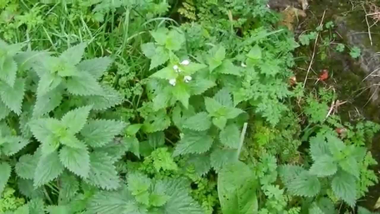 Alvecote Priory Ruins - Autumn 2014 - YouTube