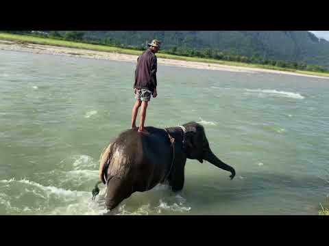Elephant Nuhaudai Rapti River Parsa National park
