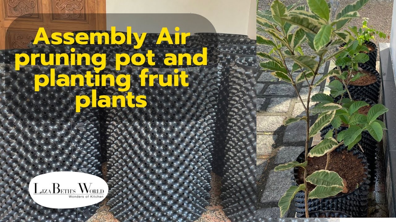 Air Pruning Pot | Air Pot | How to plant plants in Air Pruning Pot ...