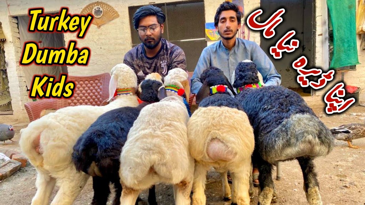 Apna Dera New Stock Turkey Dumba Kids & Baby Goat 26 March 2023 - YouTube