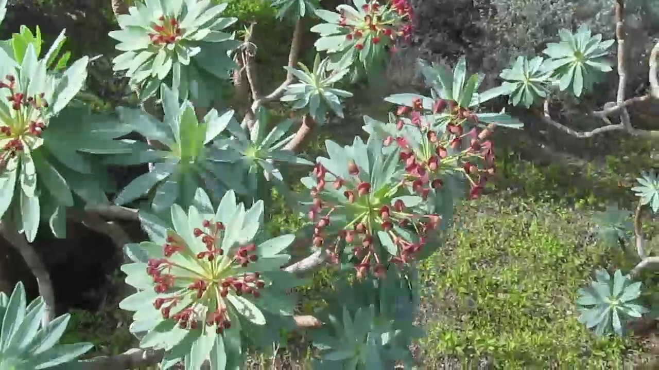 Succulents: Euphorbia atropurpurea - YouTube
