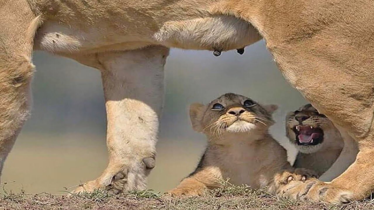 Female lion nursing her cubs || lioness mother feeding their cubs..# ...