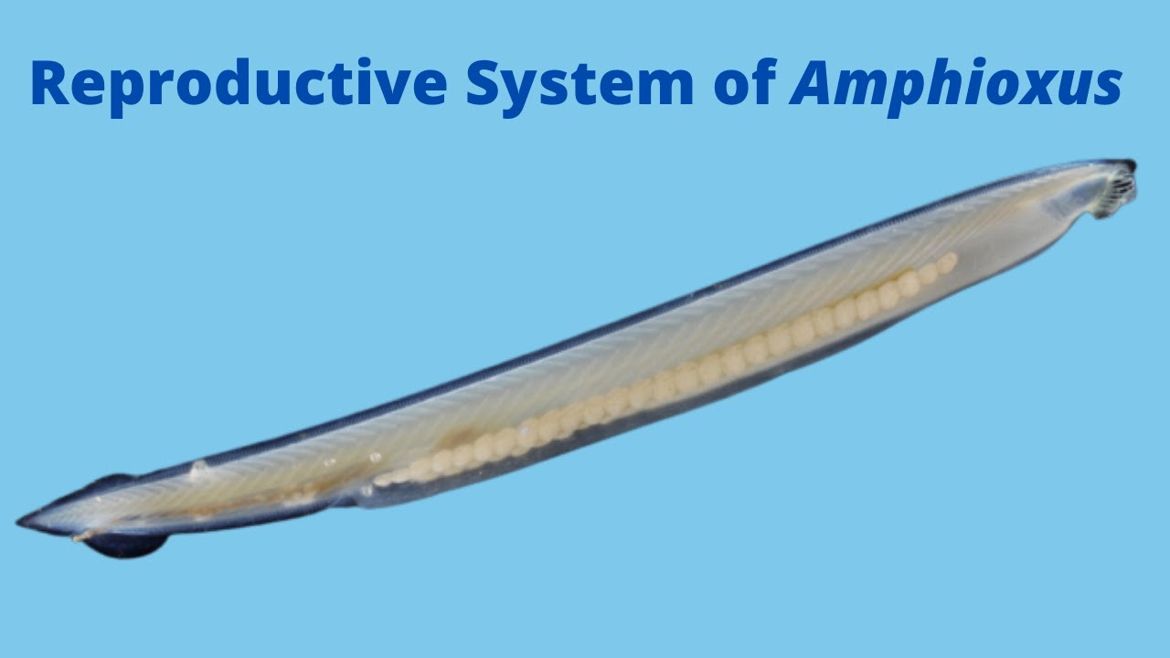 Reproductive System of Amphioxus - YouTube