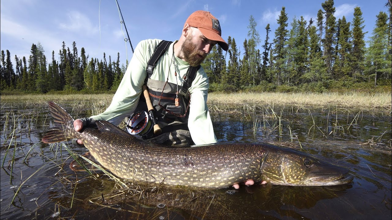 Fly Fishing for Monster Pike - Wolf Bay Lodge - YouTube