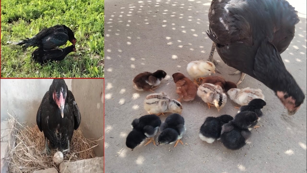 A Most beautiful hen haitched chiks today place 18 eggs undar hen ...