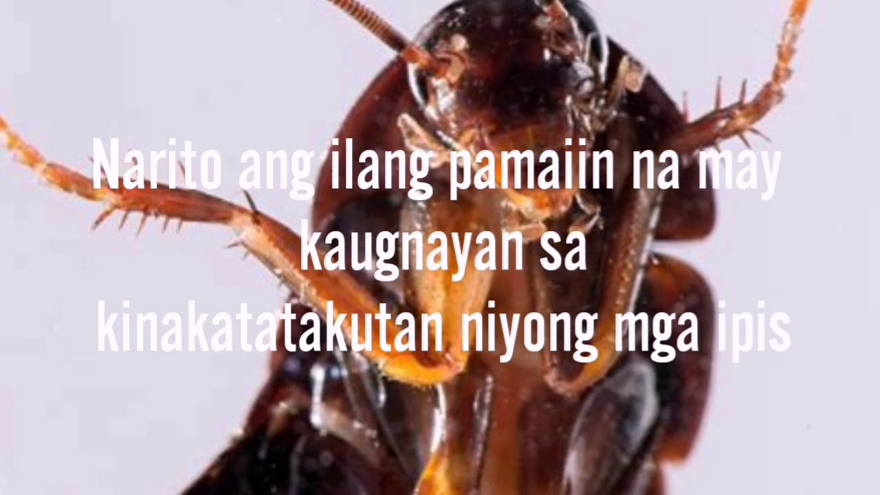 PAMAHIIN IPIS - YouTube