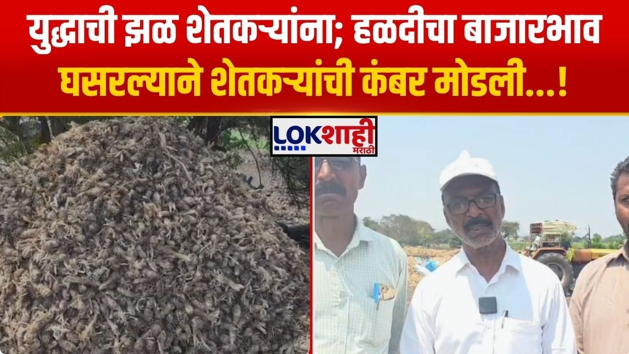 Satara Turmeric Rate। युद्धाचा फटका शेतकऱ्यांना; हळदीचा बाजारभाव ...