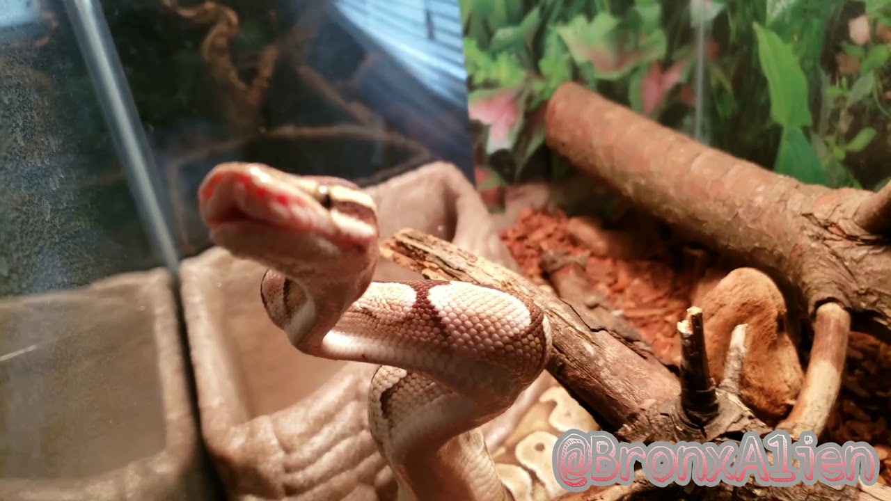 Ball Python Yawn - YouTube