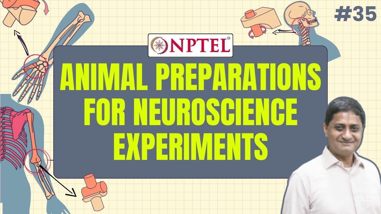 #35 Animal Preparations for Neuroscience Experiments | Neuroscience of ...