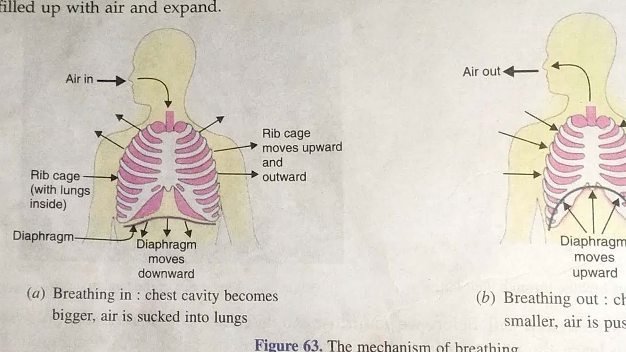 Whole concept of human respiration - YouTube