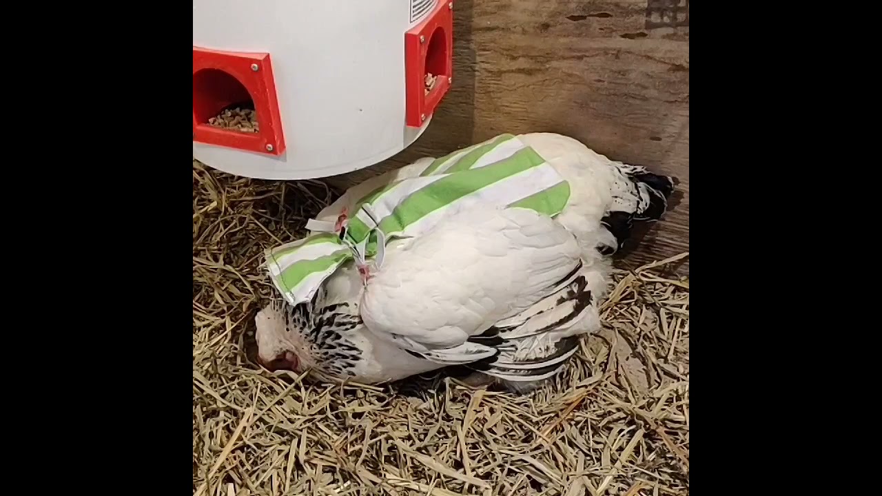 Tonic Immobility in a Chicken? (like fainting goats) - YouTube